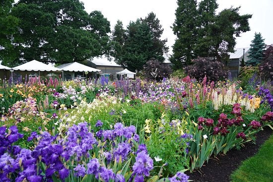 May 26th Art in the Garden and Bloomin' Picnic at the Largest Iris Farm ...
