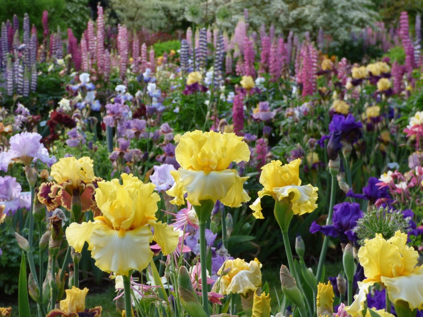 May 20th Largest Iris Farm in the Country, Sebright Shade Lovers ...